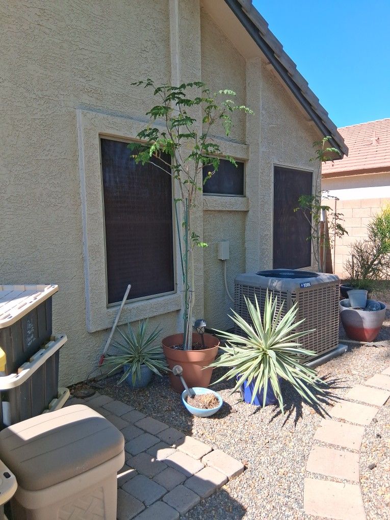 2 Morenga Trees for Sale in Avondale, AZ - OfferUp