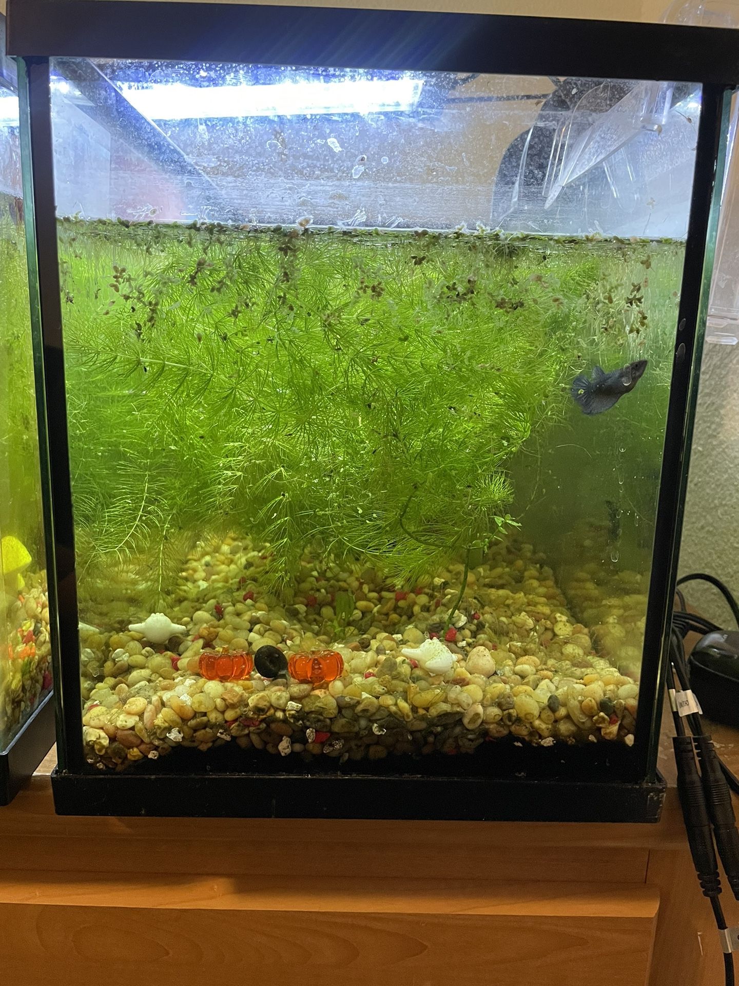Multiple Fish Tanks And Accessories for Sale in Tucson, AZ - OfferUp