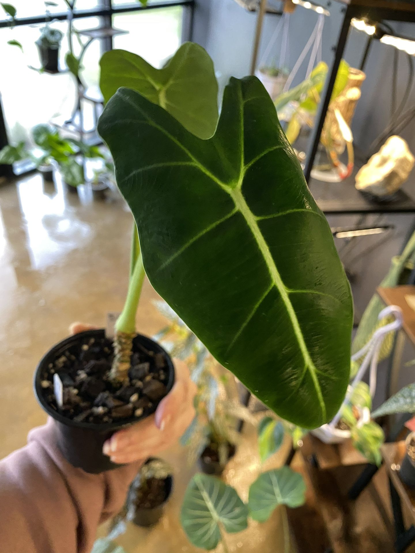 Alocasia Micholitziana | Green Velvet | Frydek for Sale in Grand ...