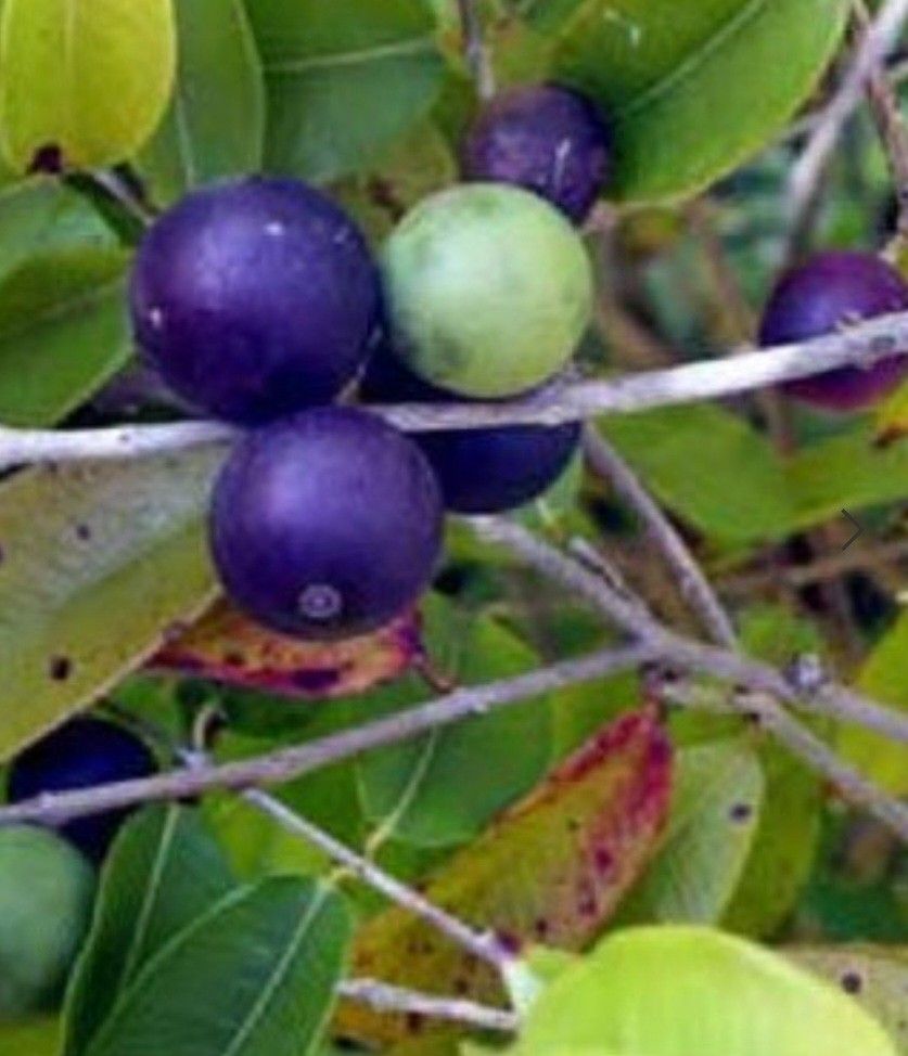 Blue Jaboticaba (Myrciaria Vexator) 8 Year Old Produces Fruit for Sale ...