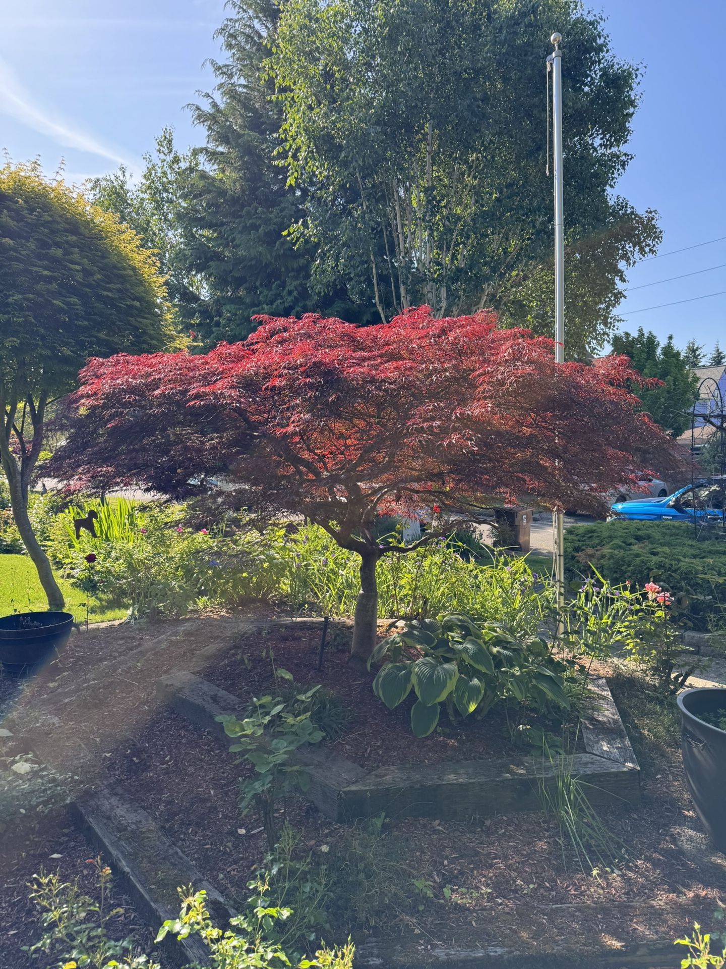 Japanese Maple for Sale in Cheney, KS - OfferUp