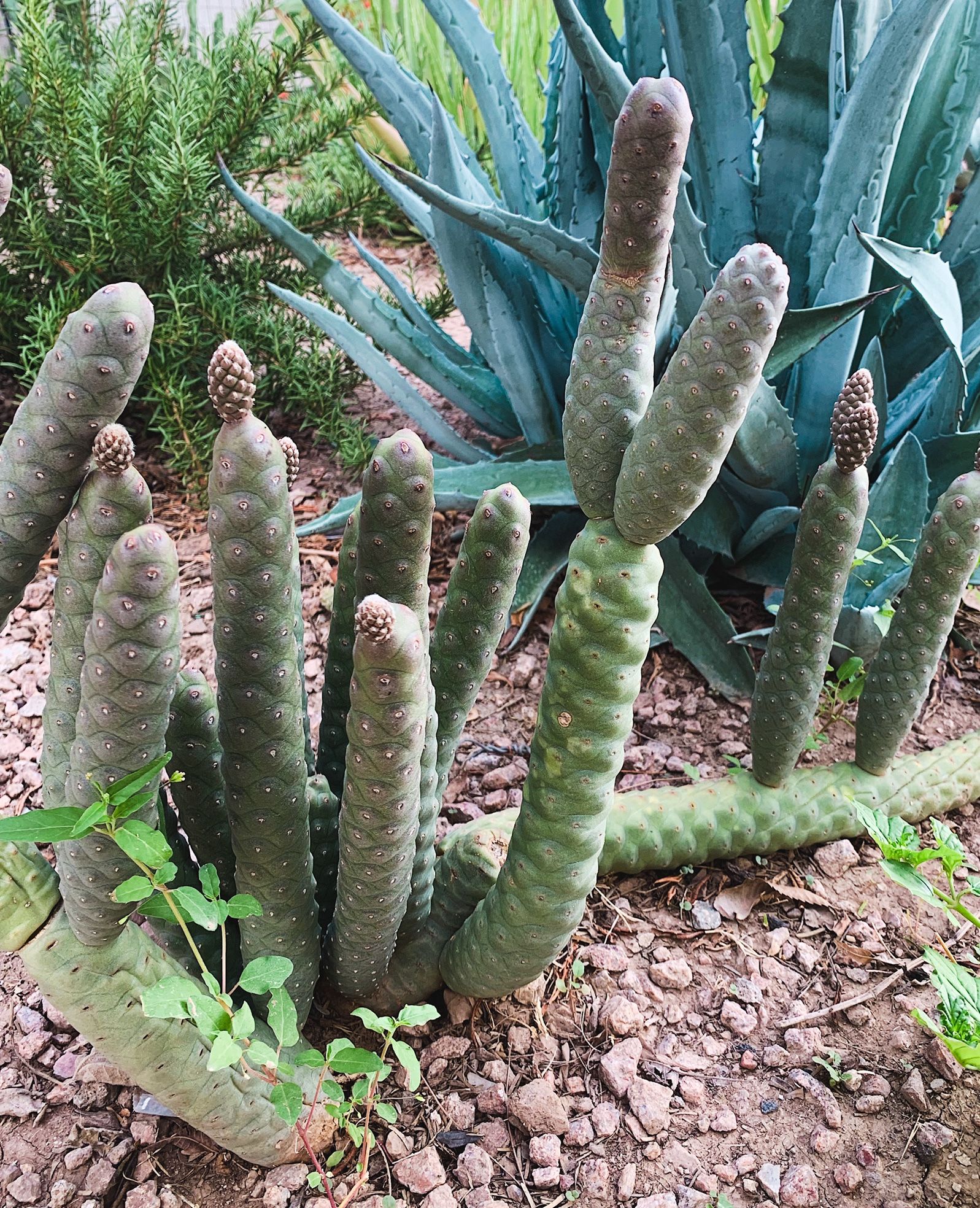 15” Pine Cone Cactus, Spruce Cone Cholla, Tephrocactus Articulatus for ...