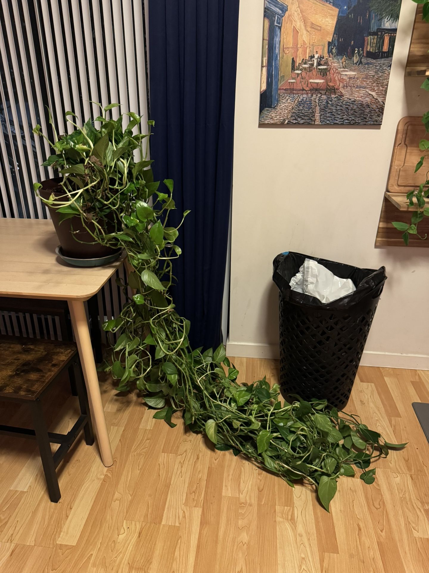 Large Pathos Vine for Sale in San Diego, CA - OfferUp