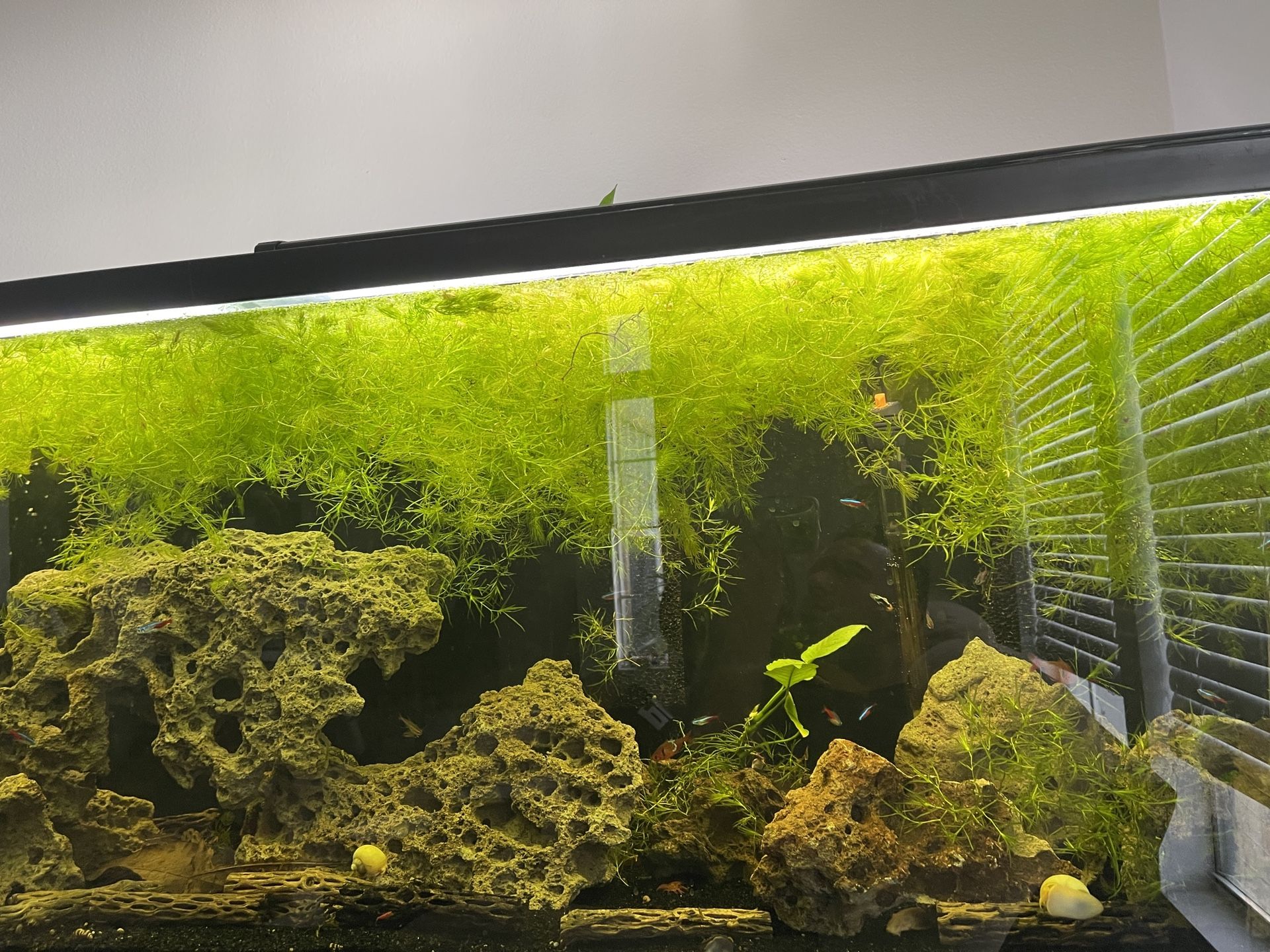 Hornwort Aquarium