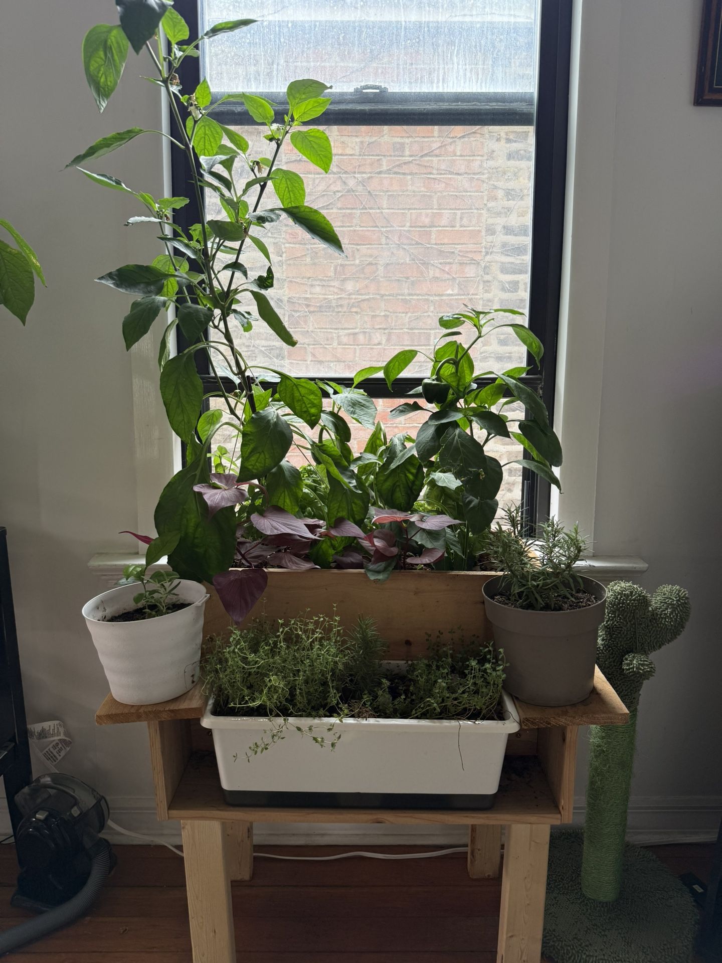 Bell Pepper Box for Sale in Chicago, IL - OfferUp