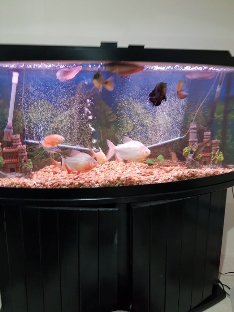 75 Gallon Bow Front Fish Tank for Sale in Queens, NY - OfferUp