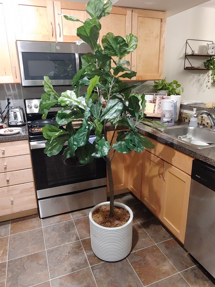 Fake Fiddly Fig Tree for Sale in Kenmore, WA - OfferUp