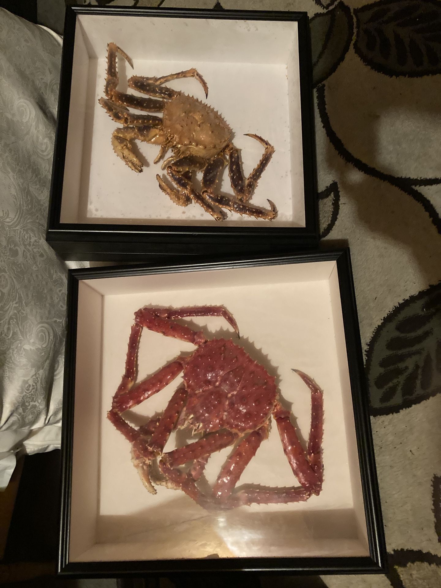 Shadowboxed KingCrab Trophies for Sale in Bothell, WA - OfferUp