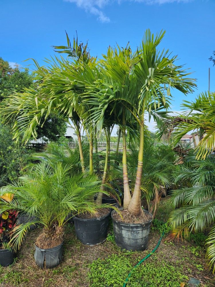Christmas Palms About 8 Feet Tall For Just $130 Decoration Palms ...