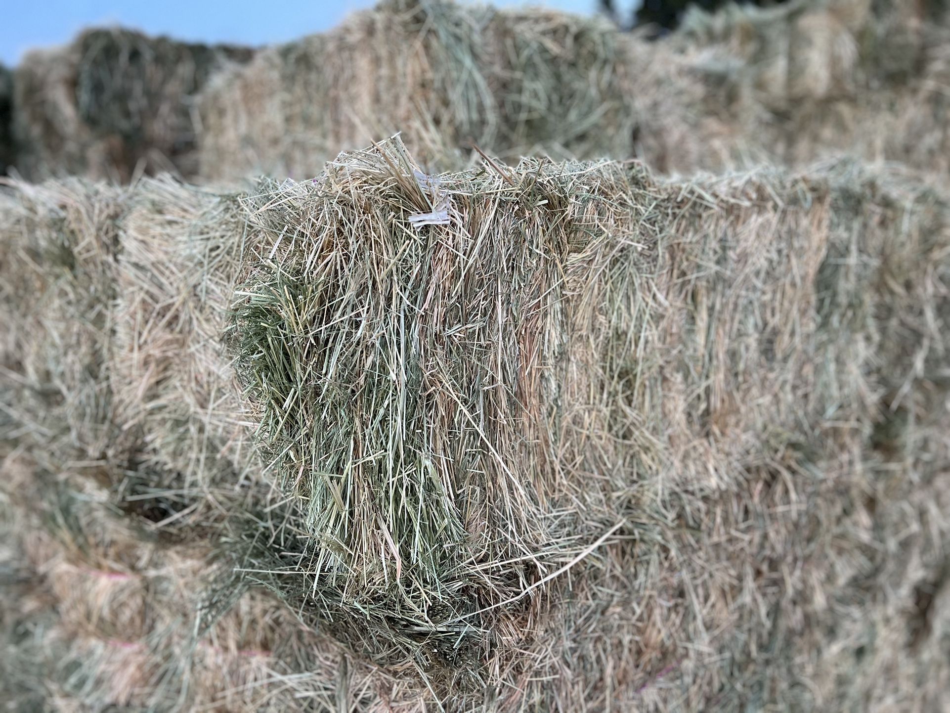 Teff Grass Hay for Sale in Shafter, CA - OfferUp