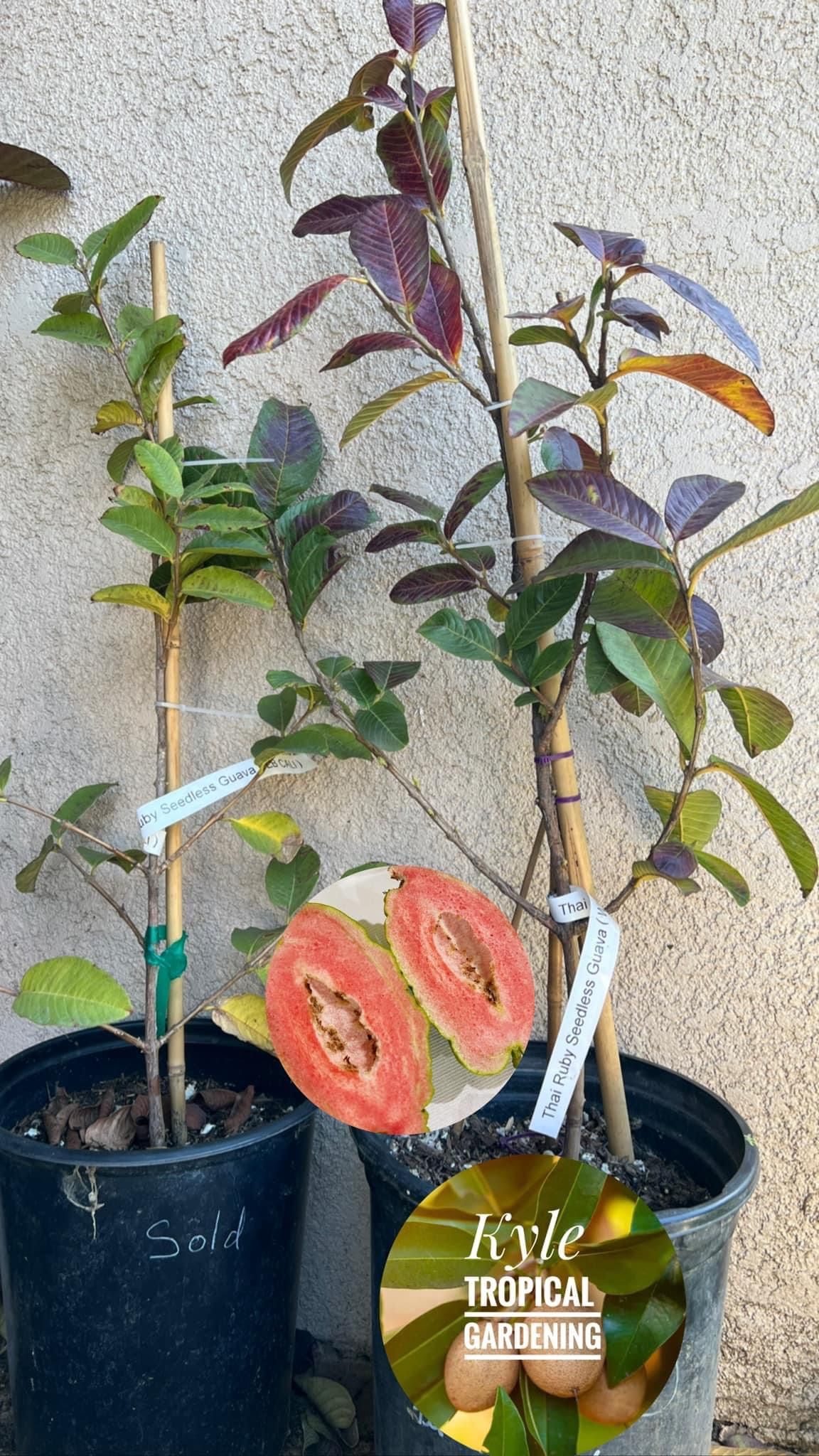 Rare Thai Ruby Seedless Guava ( Air layering ) for Sale in Sacramento ...