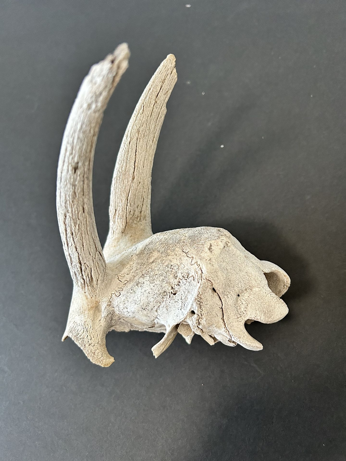 Goat Teeth Skull