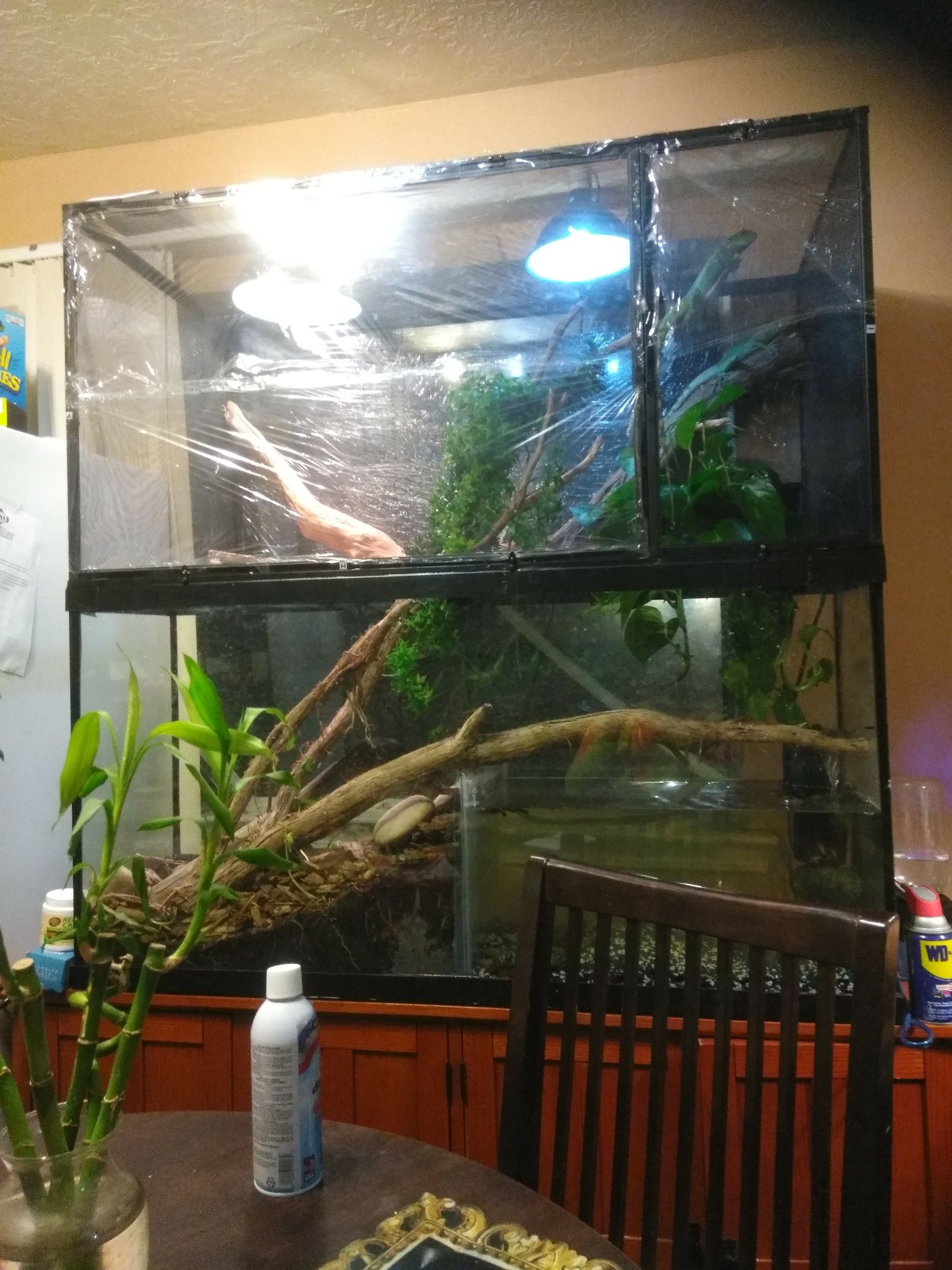 Chinese Water Dragon Enclosure