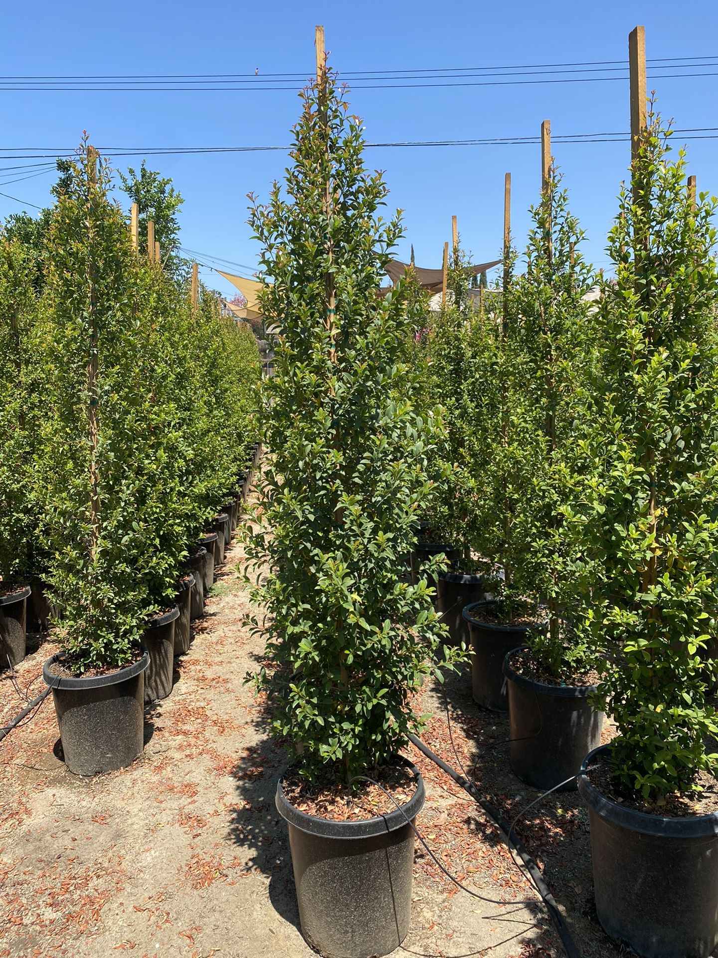 Eugenia Myrtifolia Hedge
