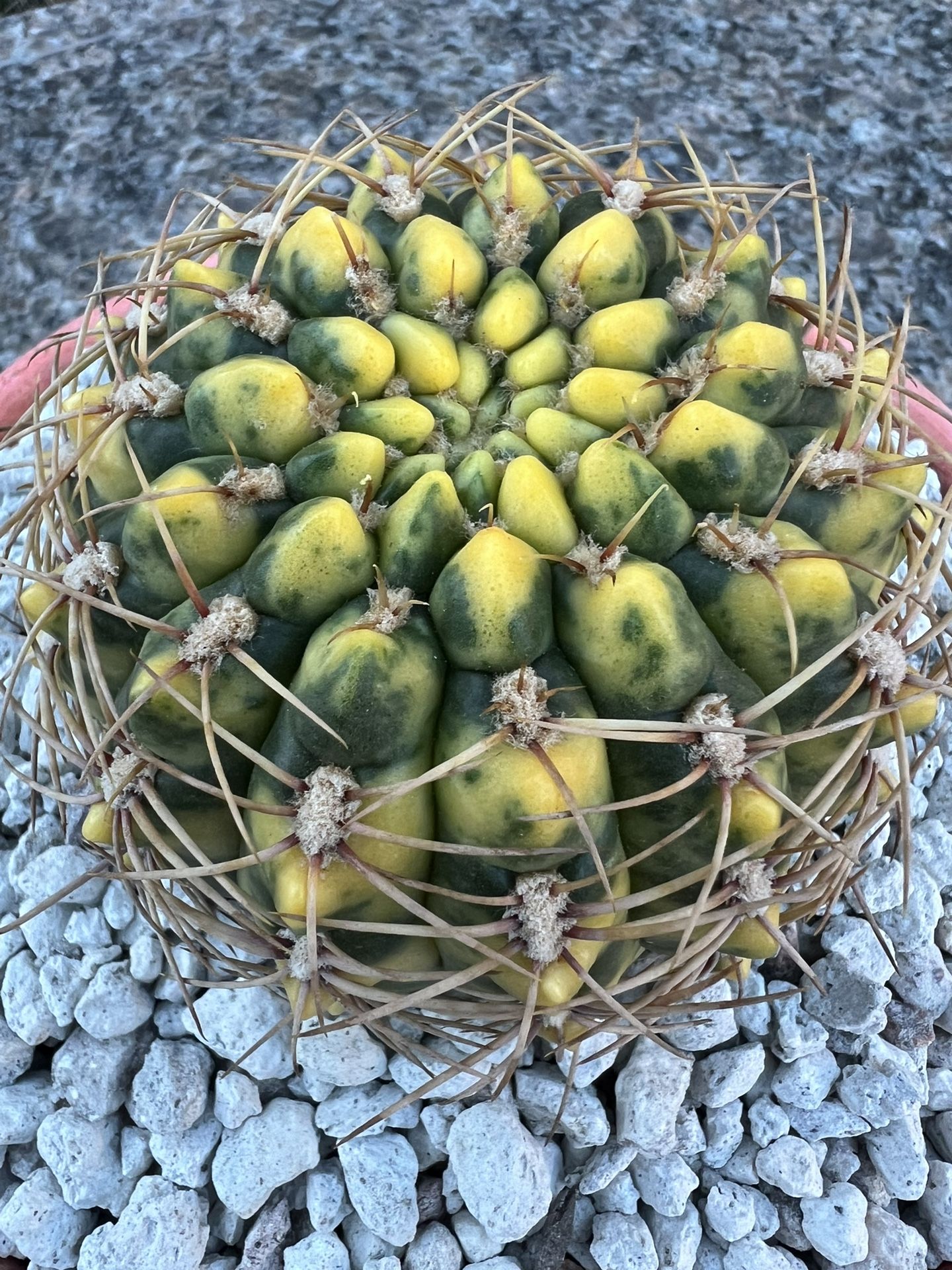Variegated Barrel Cactus • Rare Plants • Cacti for Sale in North Las ...