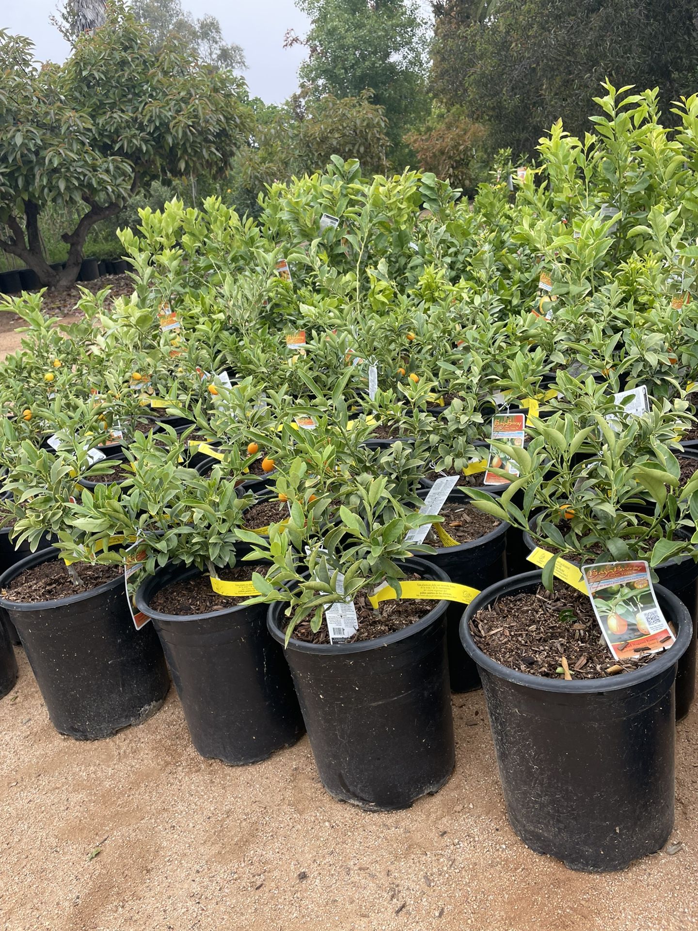 5 Gallon Size Citrus Trees- Calamondin Trees- Kumquat Trees- Lemon ...