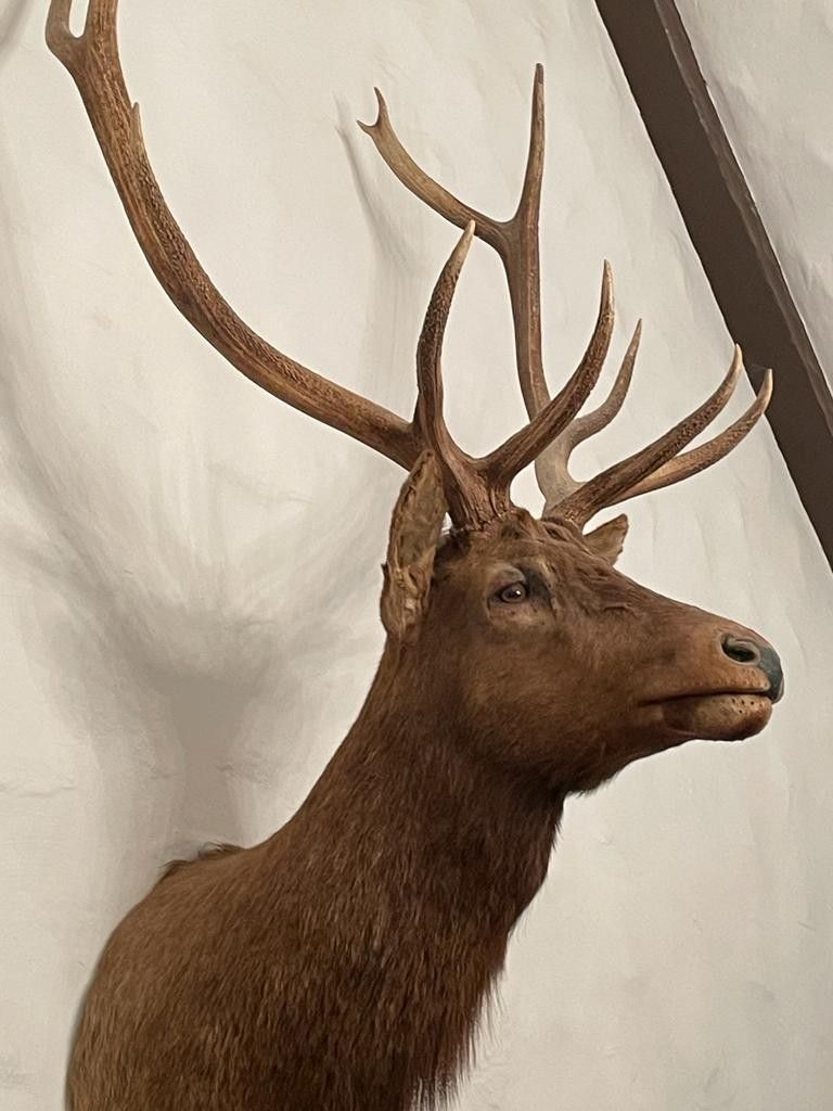 Mounted Elk Head