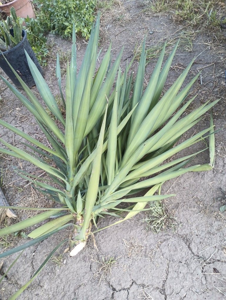 Yucca Gloriosa Cut Ready To Plant for Sale in Fullerton, CA - OfferUp