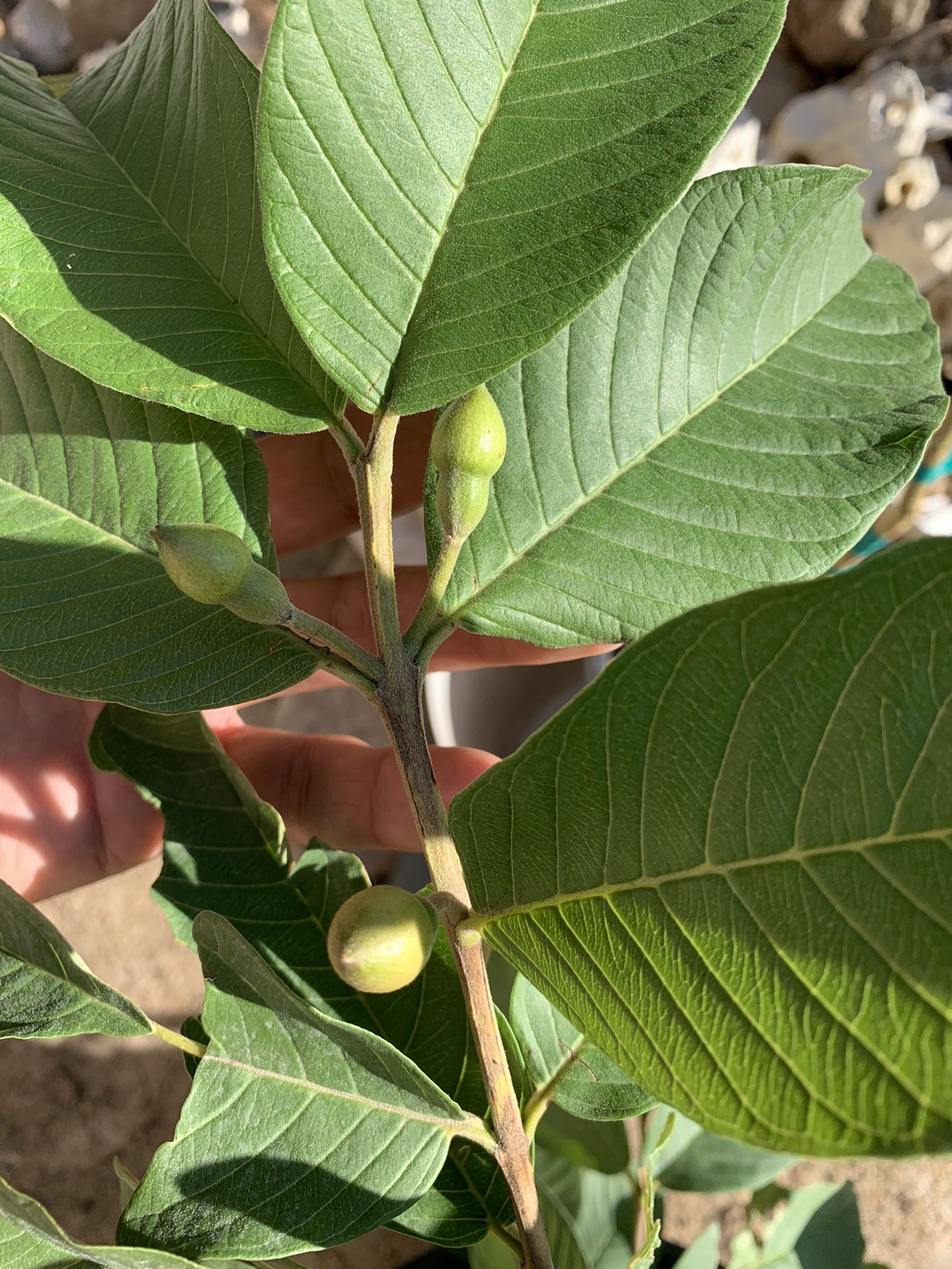 Quava Tree - Mexican Cream! for Sale in Houston, TX - OfferUp