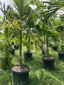 Alexander Palm Single
