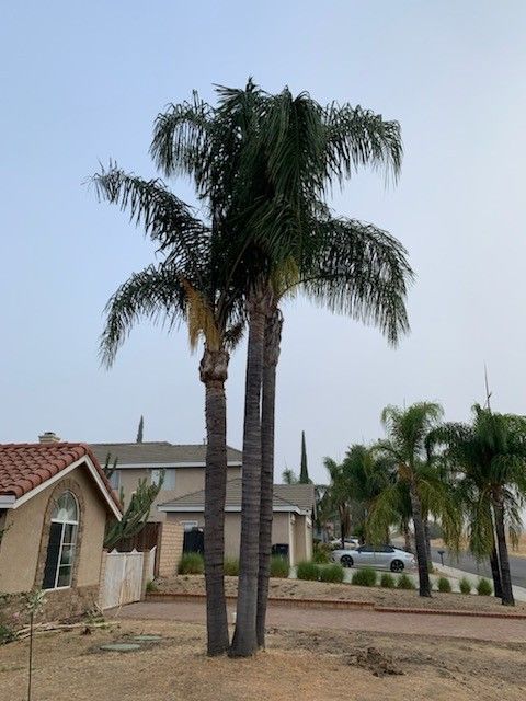3 Palm Trees For Sale for Sale in Montclair, CA - OfferUp