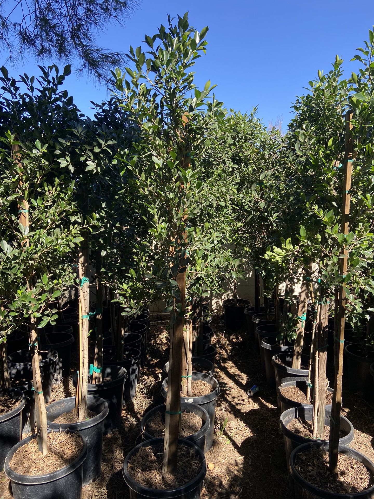 Ficus Nitida Tree for Sale in Glendale, AZ - OfferUp