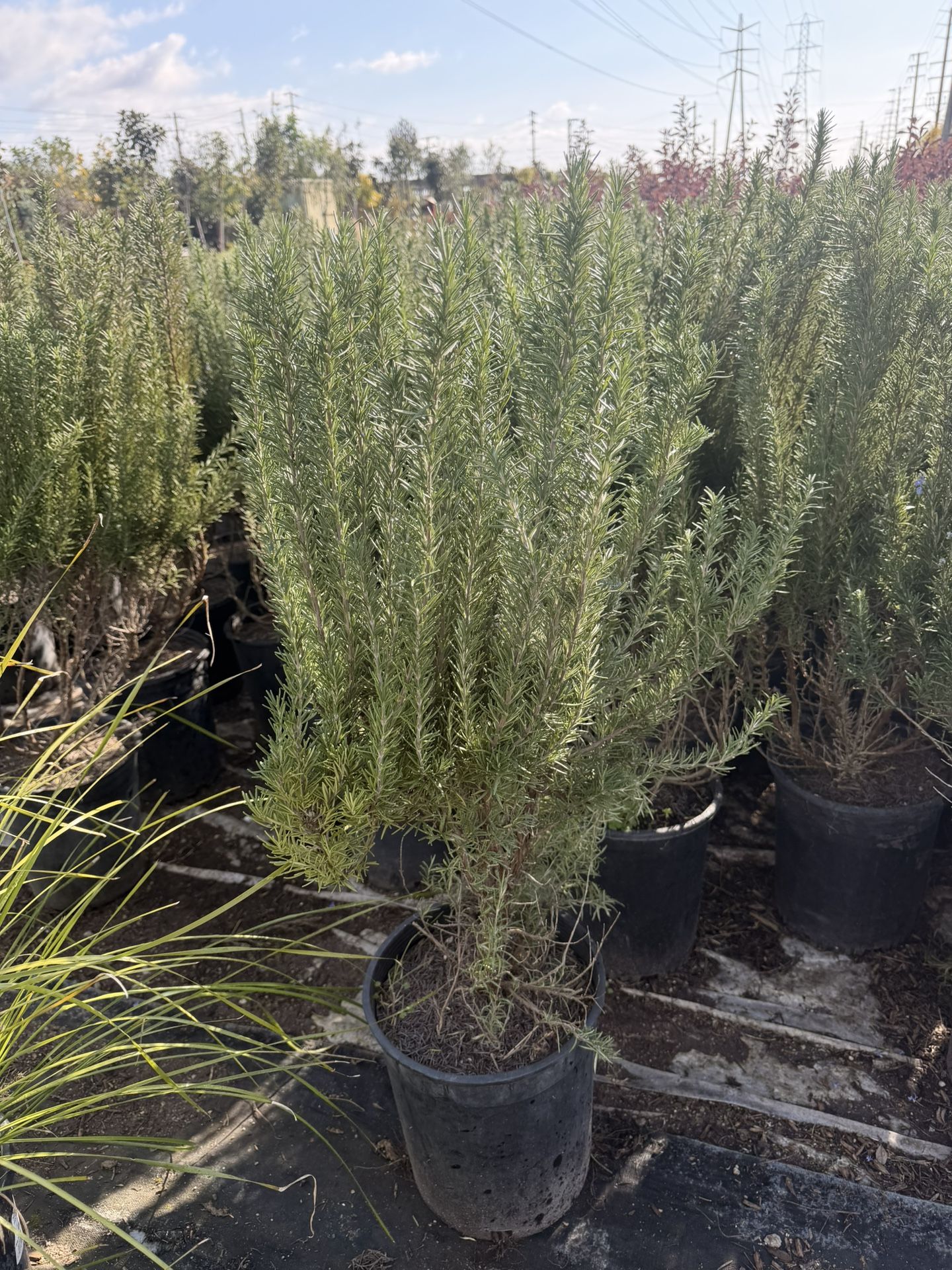Rose Merry Bush Herb for Sale in Riverside, CA - OfferUp