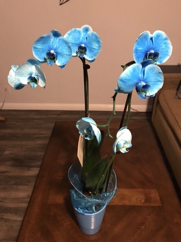 ORCHID 29” Westerlay Orchids Gemstone Sapphire Live Flowers Turquoise ...