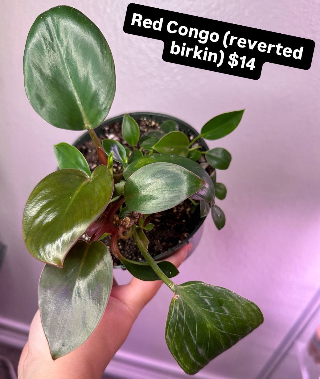 Red Congo for Sale in San Antonio, TX - OfferUp