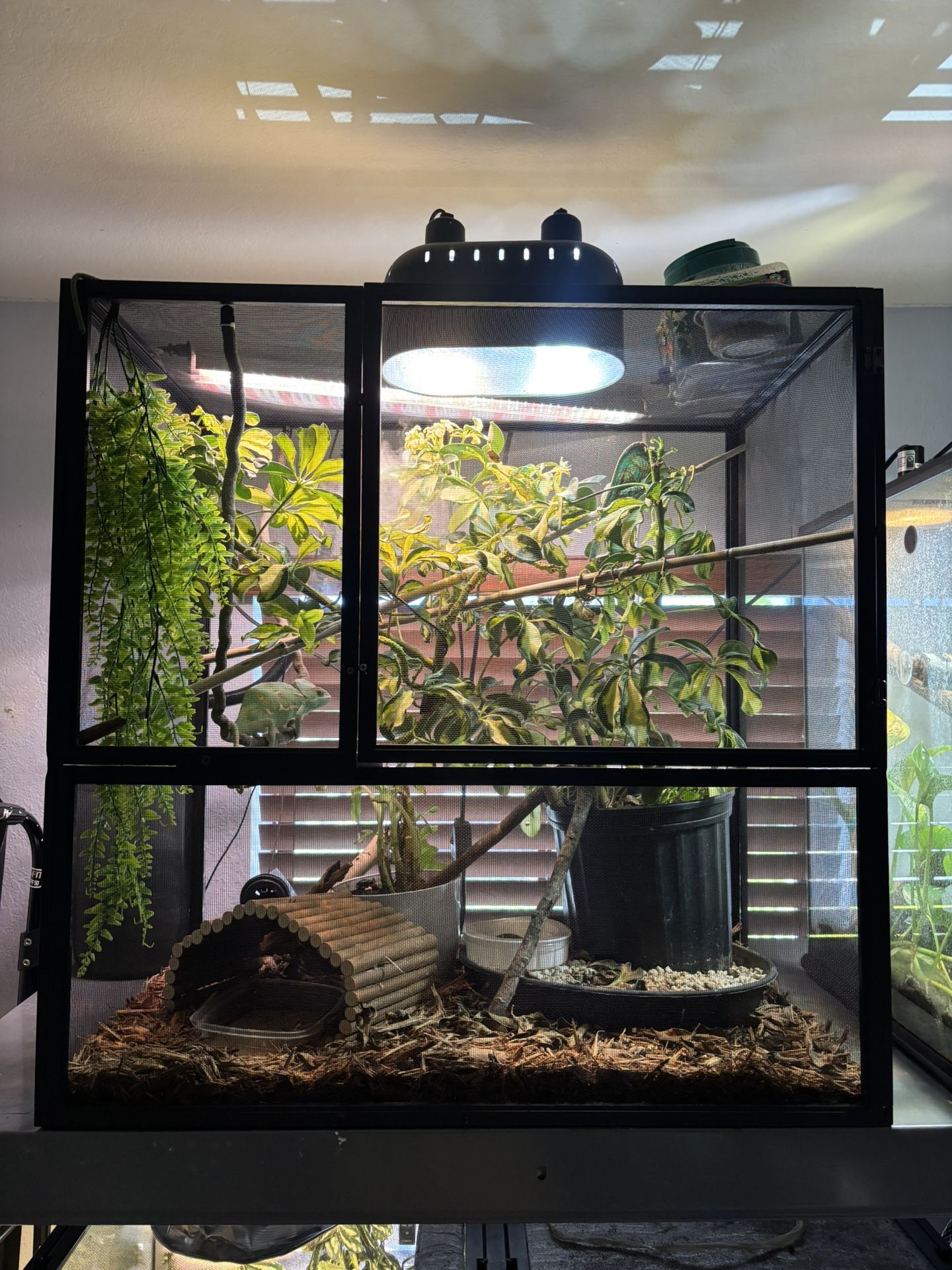 Chameleon Cage (read description) for Sale in Miami, FL - OfferUp