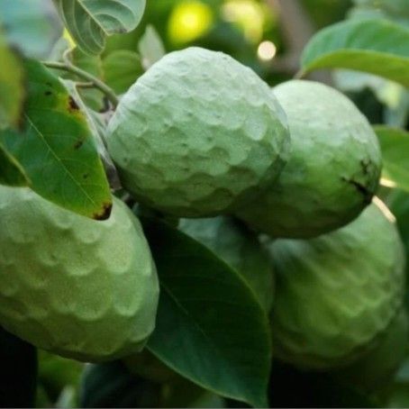 Cherimoya Tree for Sale in Arcadia, CA - OfferUp