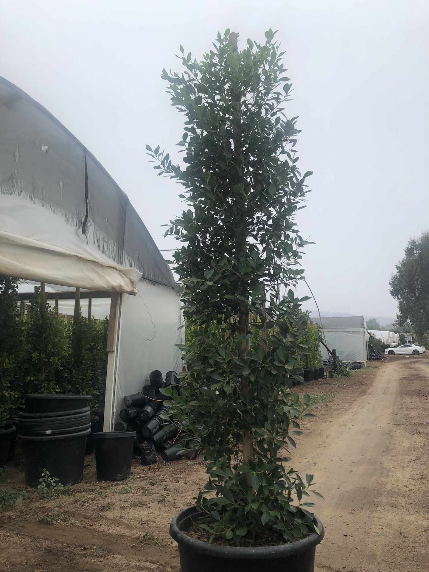 Ficus Nitida 25 Gallons Privacy Wall Make Your Order for Sale in ...