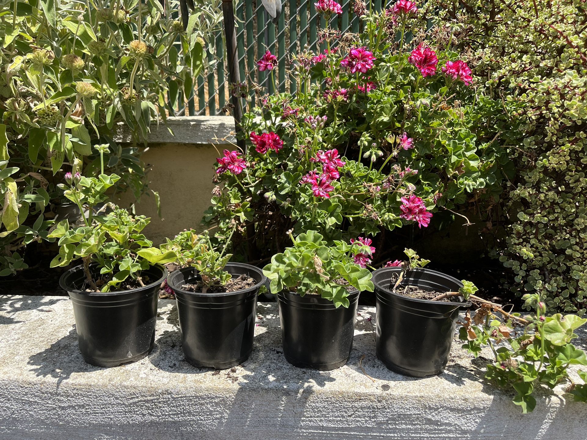 Pink Plants 3.00 Each It OBO for Sale in San Diego, CA - OfferUp