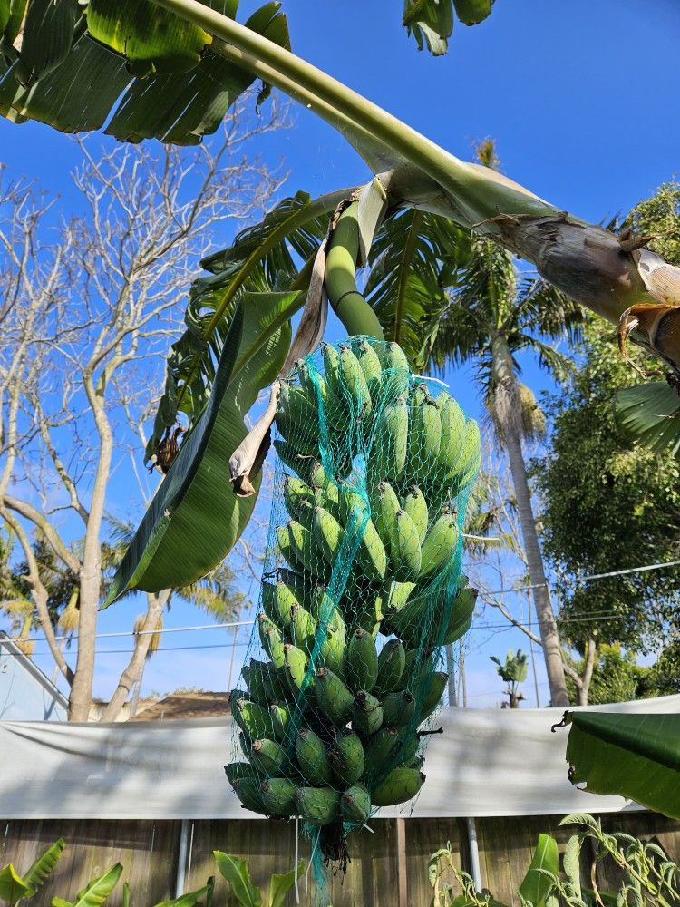 Large Blue Java Banana Tree Pup 5 Plus Foot for Sale in San Diego, CA ...
