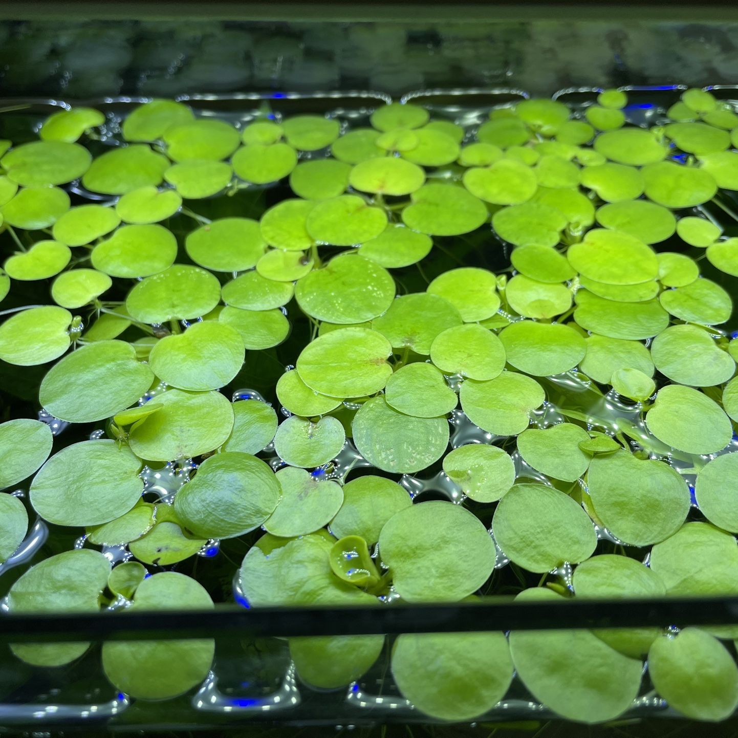Floating Freshwater Aquarium Plants
