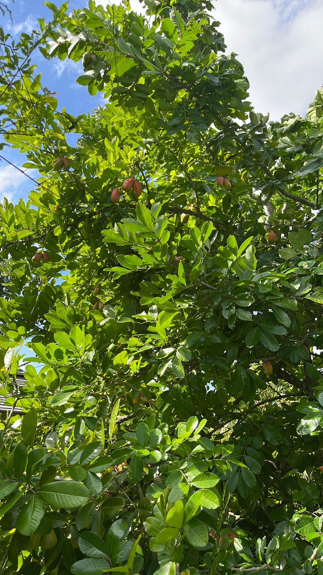 Ackee Trees for Sale in Lehigh Acres, FL - OfferUp