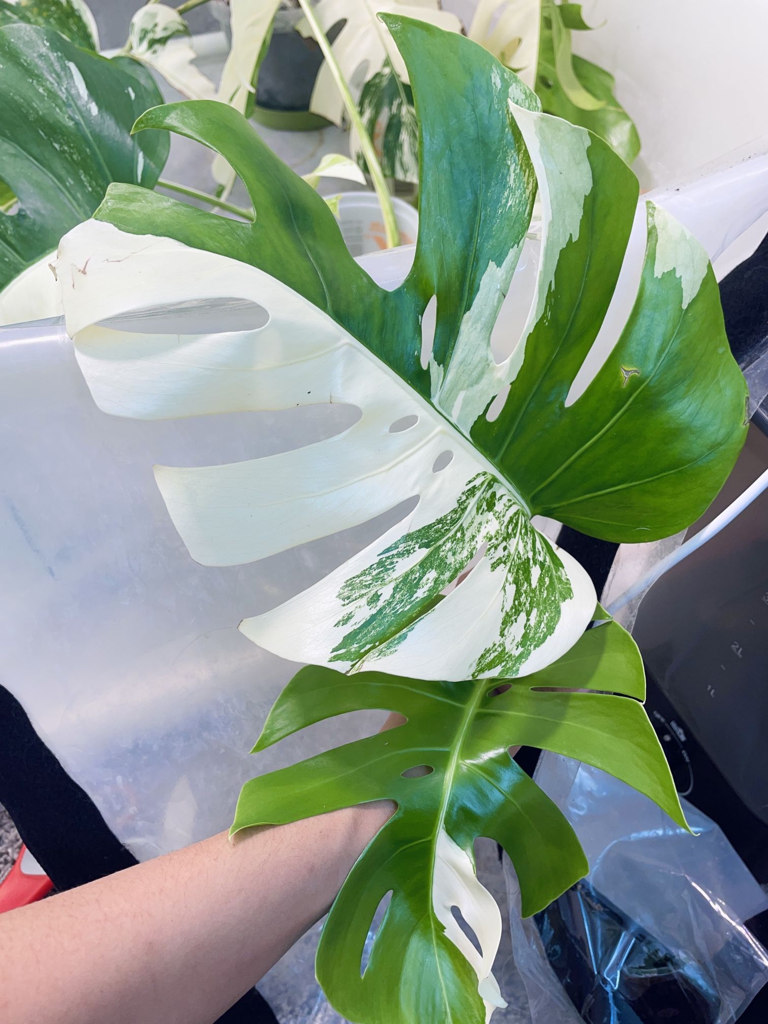 Variegated Monstera Albo Top Cut for Sale in Monterey Park, CA - OfferUp