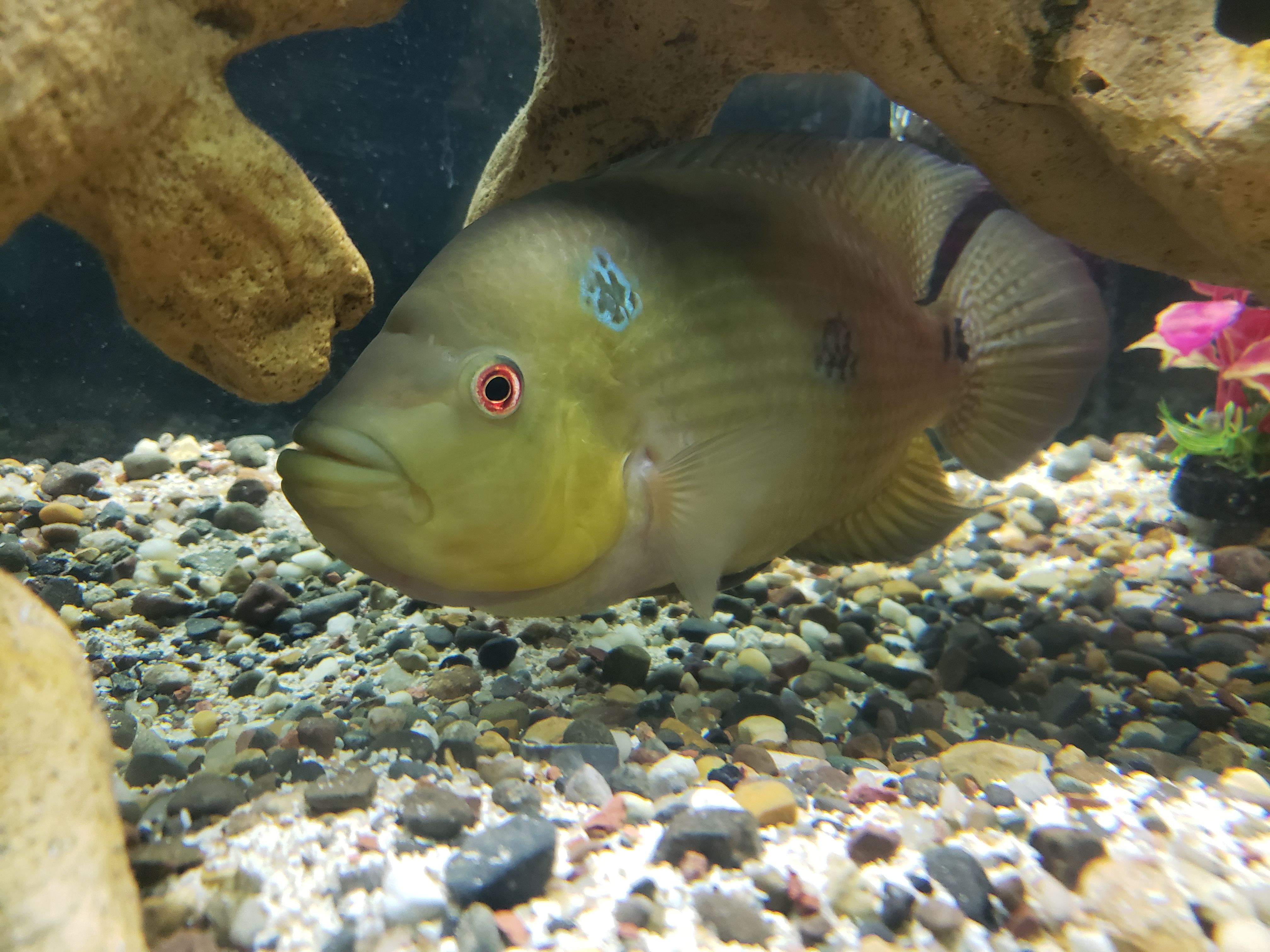 Trimac Cichlid