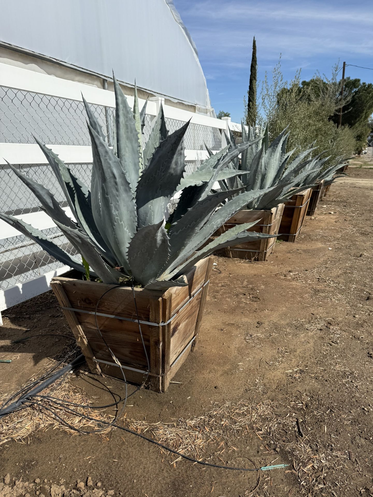 Blue Agave Americana 24 Gal for Sale in Riverside County, CA - OfferUp