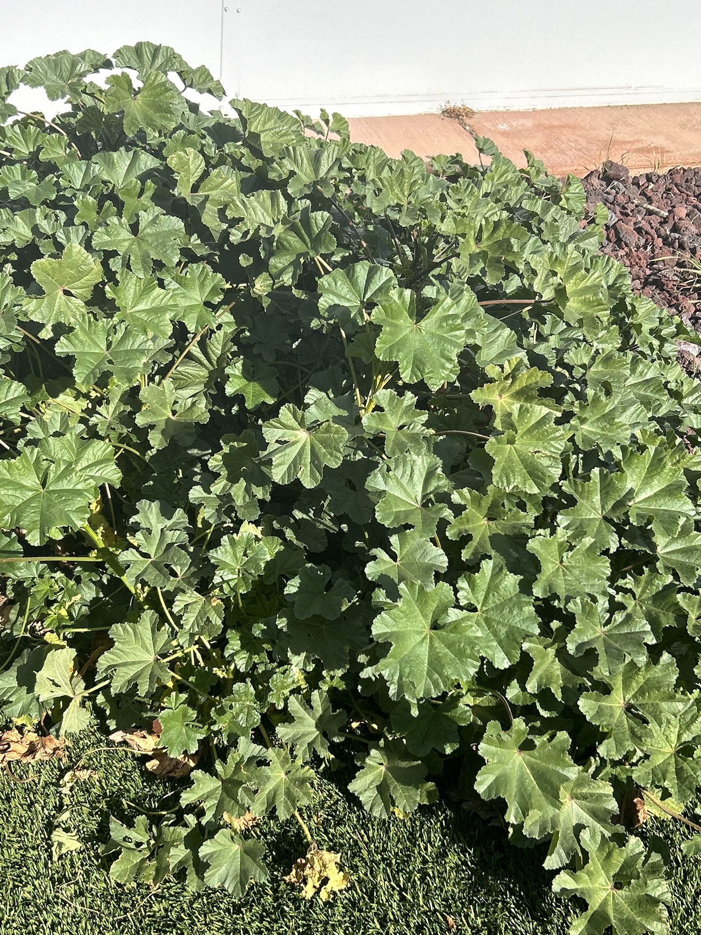 FREE Mallow Plants Food For Animals Free for Sale in Lancaster, CA ...