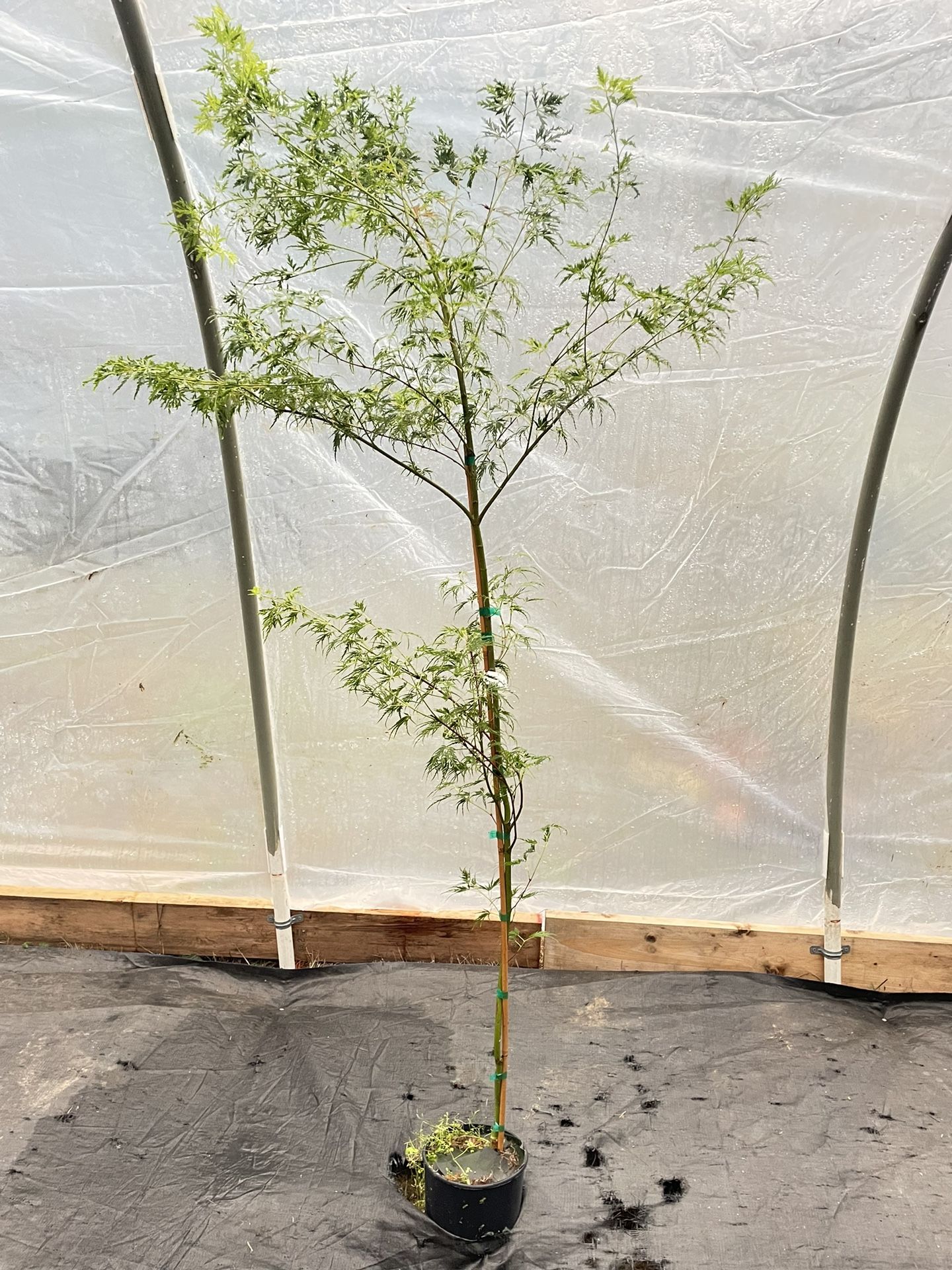 ‘Seiryu’ Japanese Maple Tree - 6Ft for Sale in Ruston, WA - OfferUp