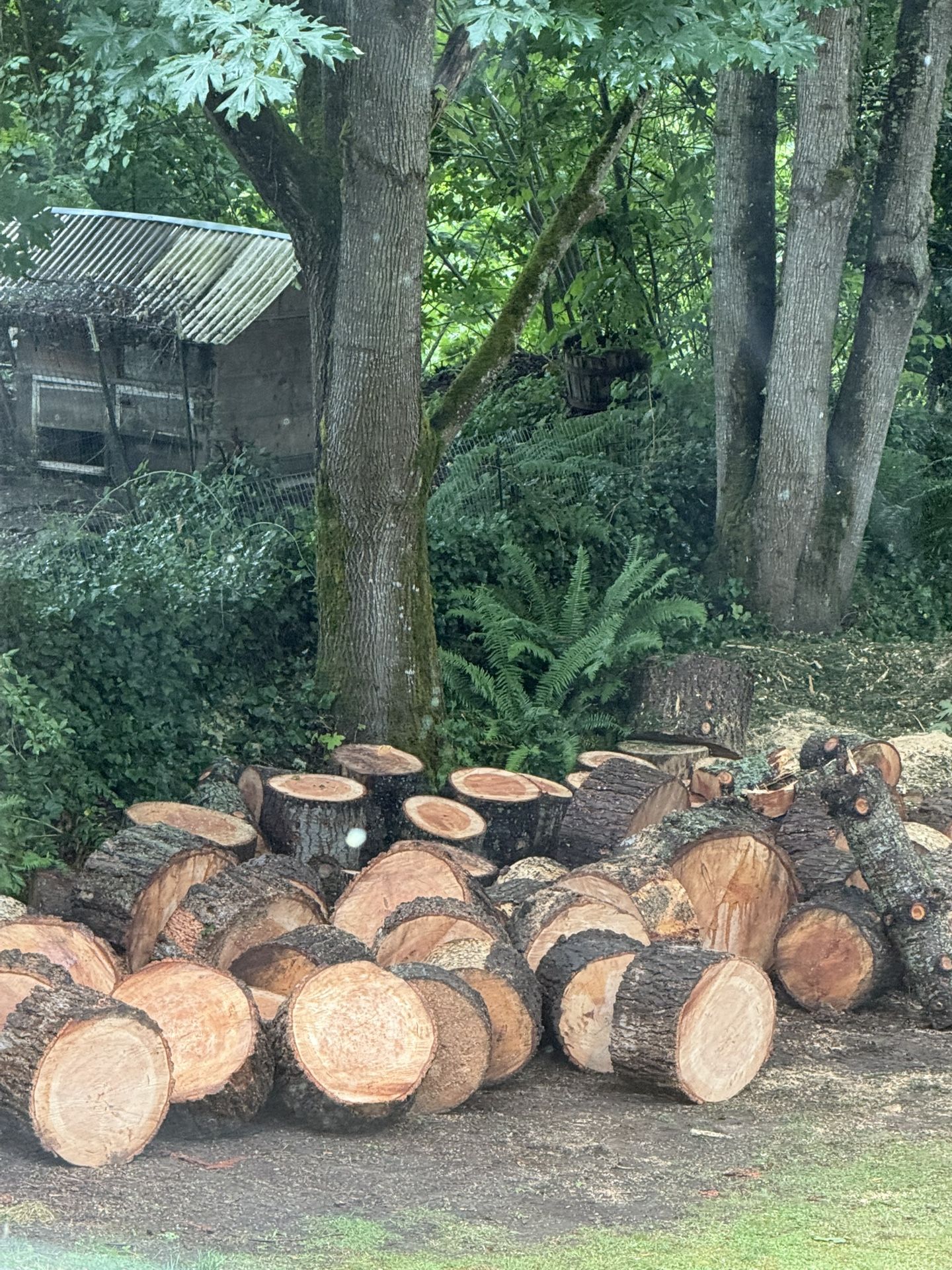 Free Fir Tree Wood Rounds for Sale in Renton, WA - OfferUp