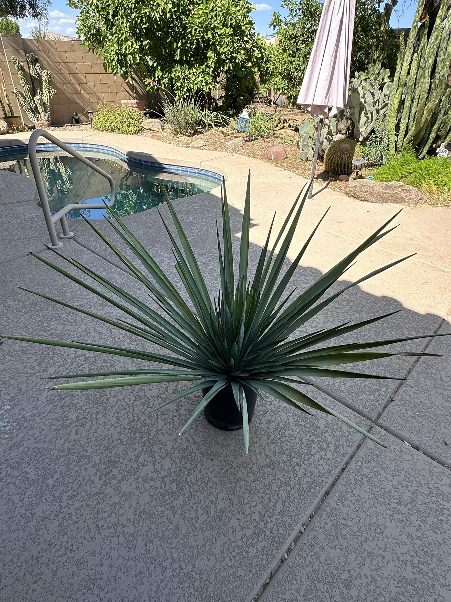 Spanish Dagger yucca for Sale in Goodyear, AZ - OfferUp