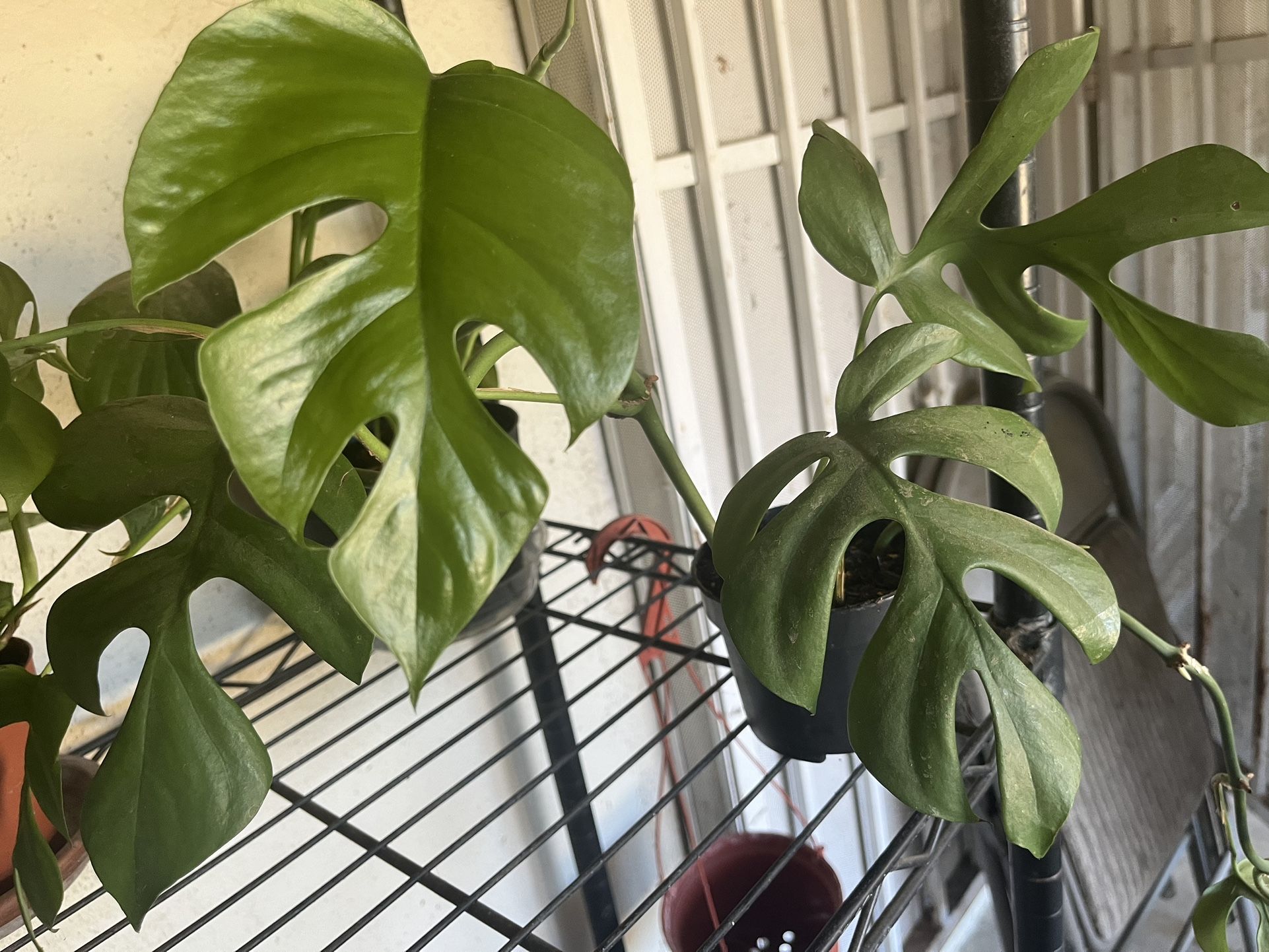 Mini Monstera for Sale in Sacramento, CA - OfferUp