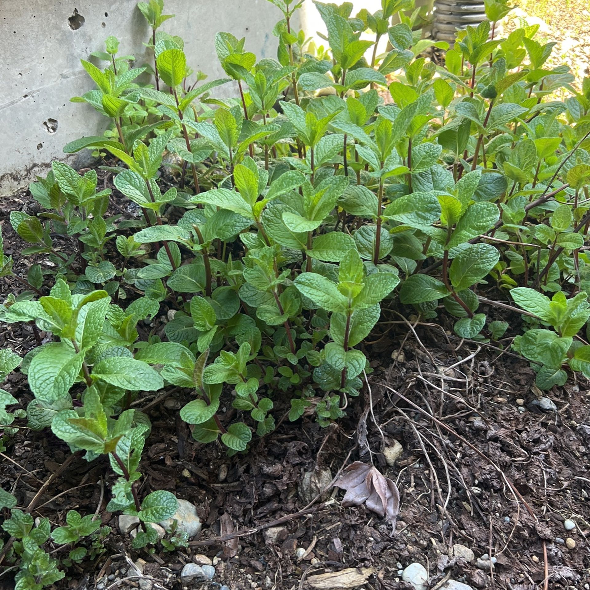 Mint Plants For Sale In Lacey WA OfferUp Mint Plants For Sale In Lacey WA OfferUp