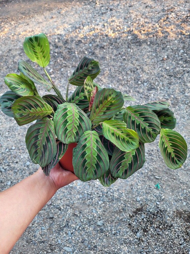 Red Maranta Prayer Plant 6" Pot for Sale in Chula Vista, CA - OfferUp