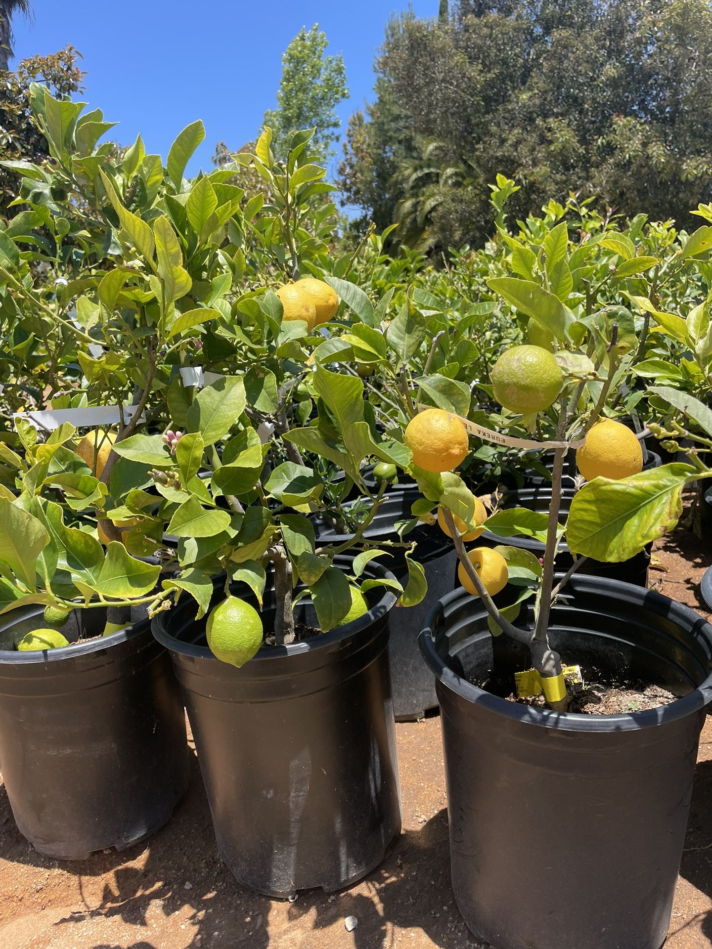 5 Gallon Size- Fruit Bearing Age- Citrus Trees- Lemon Trees- Lime Trees ...