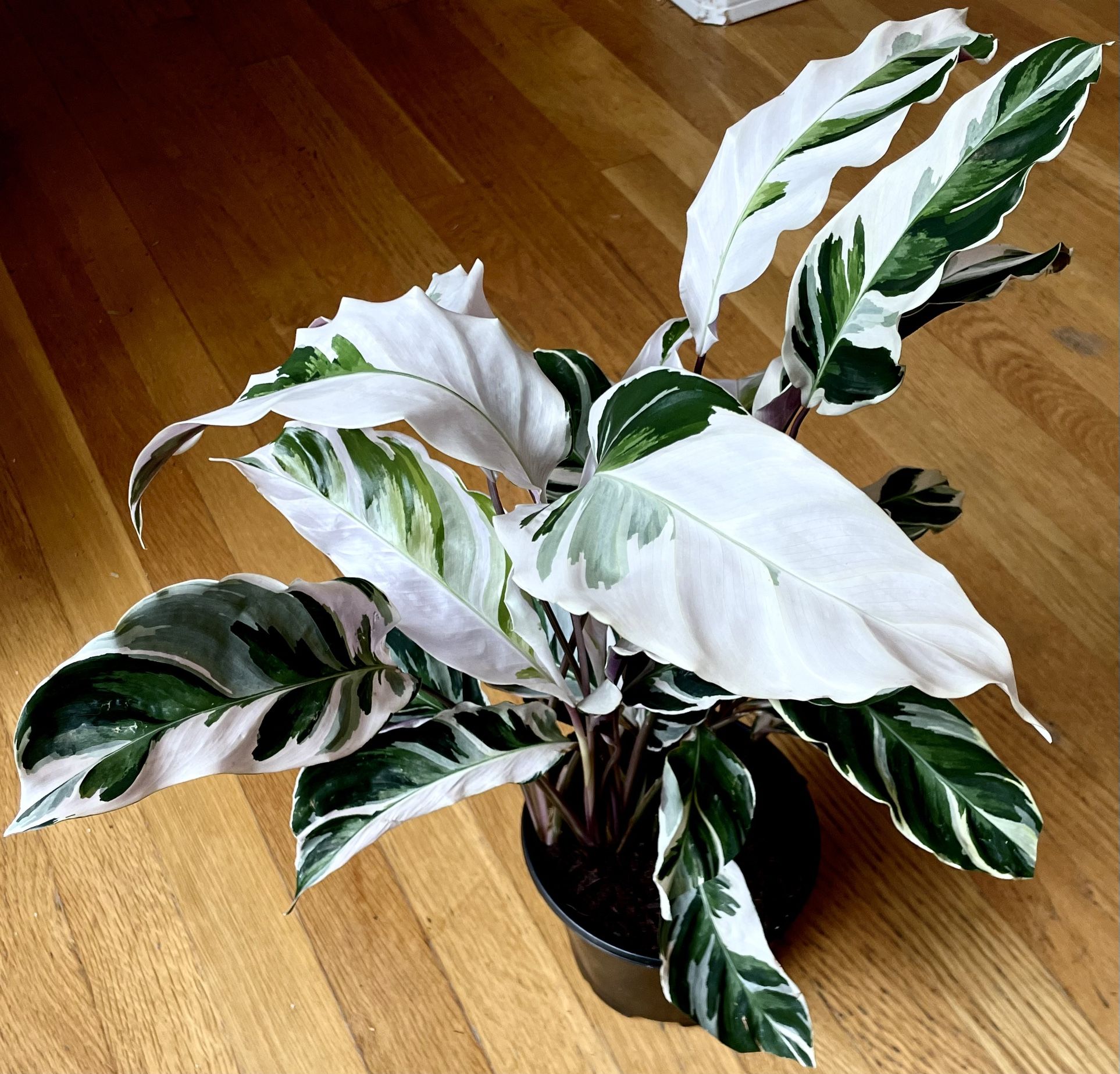 Non-Toxic Calathea ‘Stella’ Plant in 6in. Pot / Free Delivery Available ...