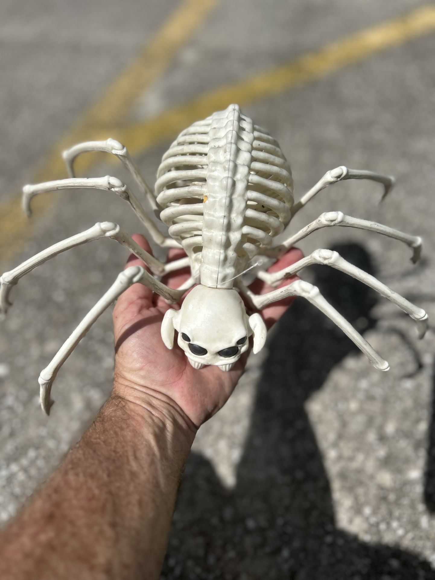 Halloween giant spiders skeleton for Sale in Casselberry, FL - OfferUp