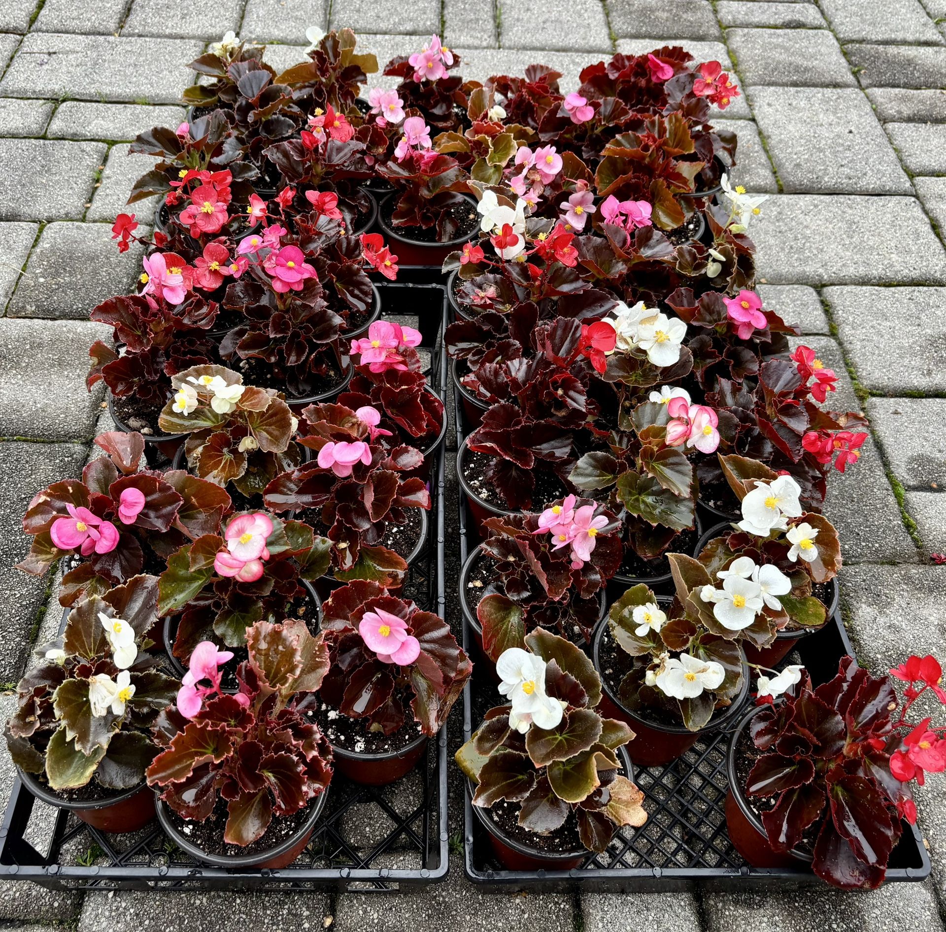 Beautiful "Cocktail Mix" Begonias in 4" Pots for Sale in Miller Place ...
